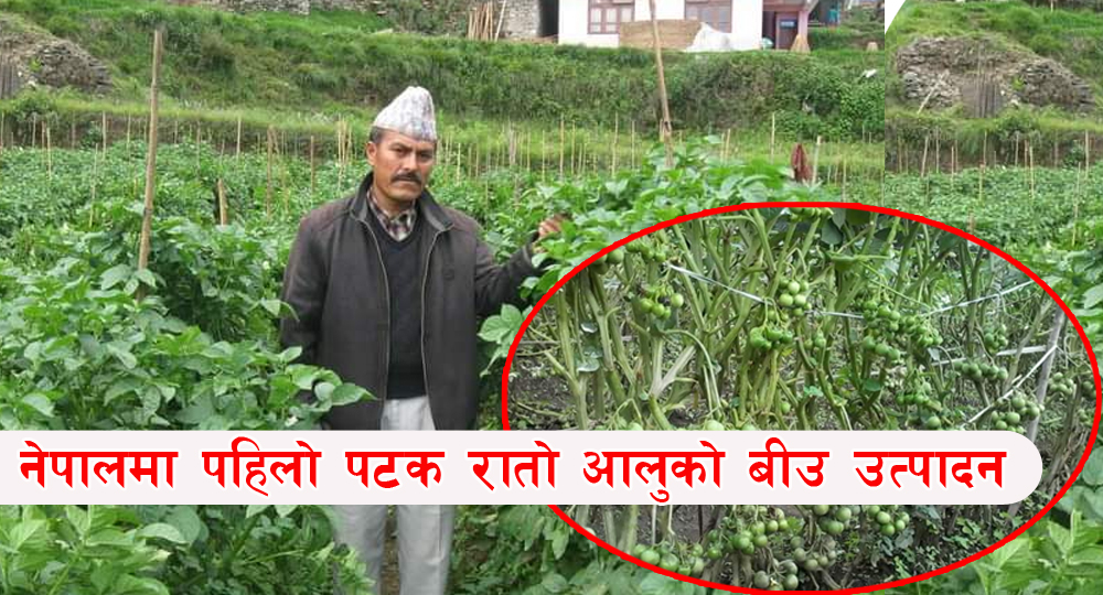 नेपालमा रातो आलुको बीउ सफल उत्पादन « Bagmati Page